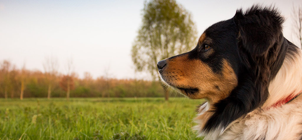 Behavior Adjustment Training (B.A.T.) - Teamworks Dog Training llc