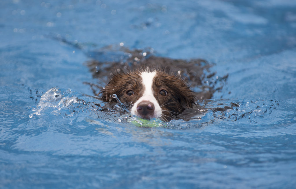 Canine Dock Diving Pool - Teamworks Dog Training llc