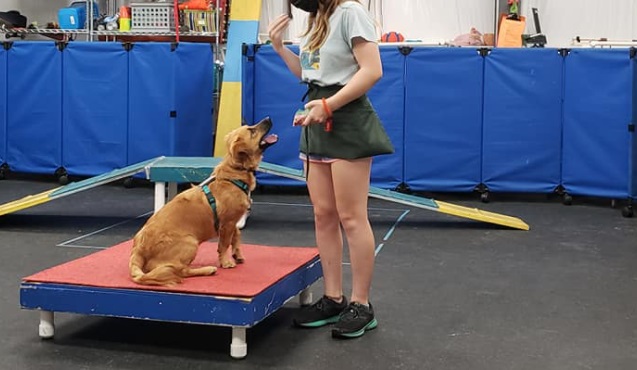 Teamworks Dog Training llc - Positive Reinforcement Based Dog Training