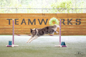 Novice Agility Class - Teamworks Dog Training llc